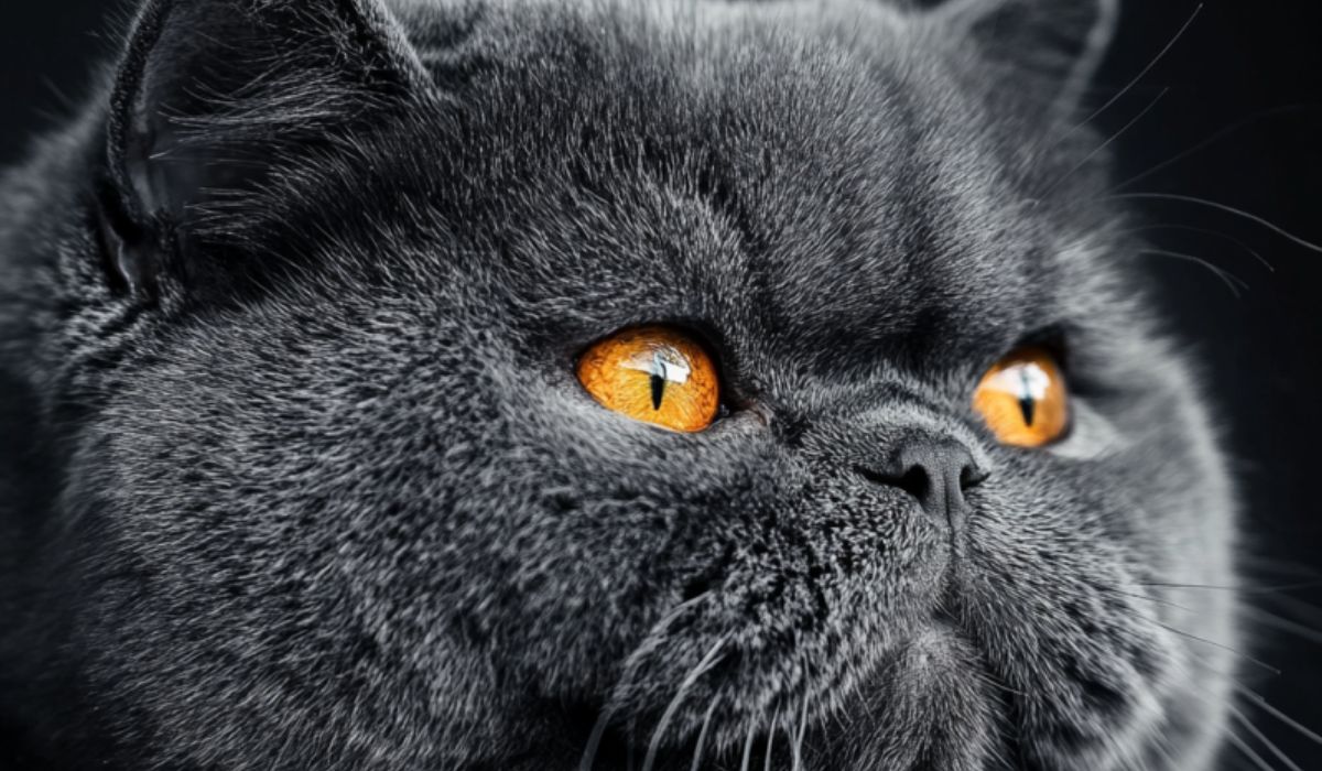 ¿Por qué no deberías tener un gato Bully XL en casa? | Que Rayos